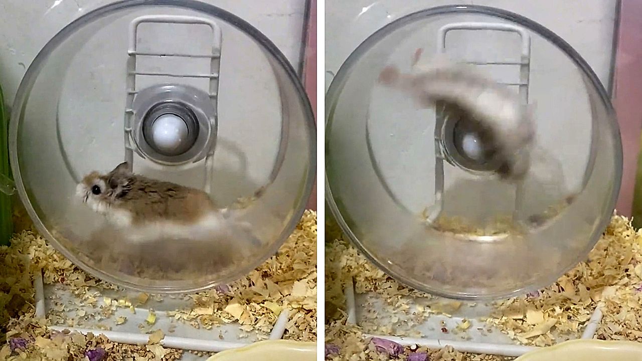 High-speed hamster repeatedly flung off wheel goes for another run