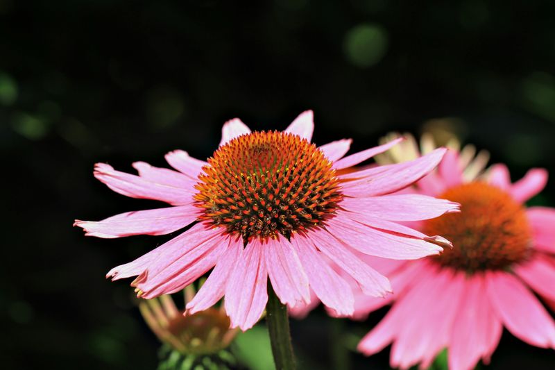 If You Want More Birds In Your Yard, These 10 Plants Will Bring Them