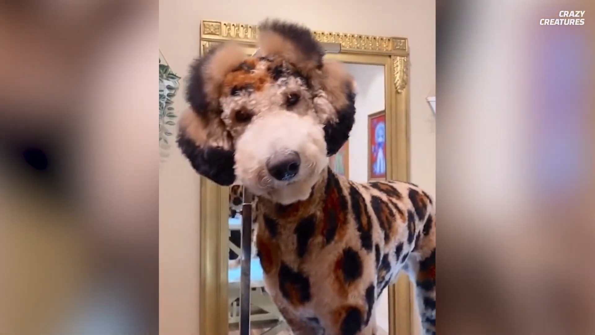 This Dog’s Wild Makeover Has Everyone Doing a Double Take