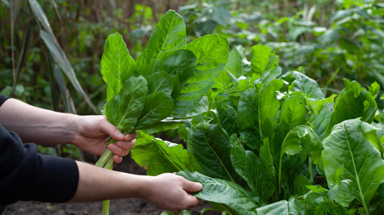 How To Grow Extra-Large Vegetables In Your Own Backyard Garden