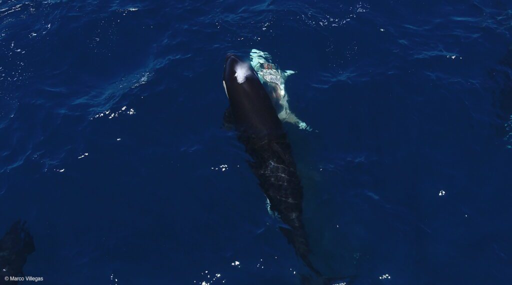 Killer whales caught on camera hunting down and eating great white ...