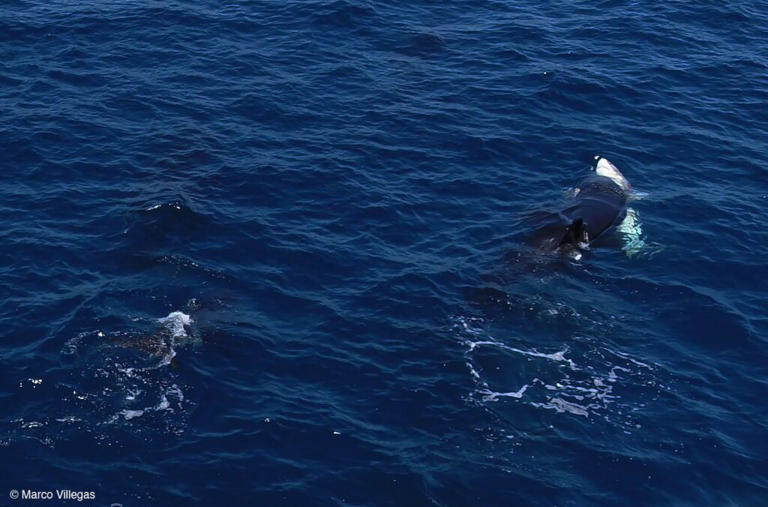 Killer whales caught on camera hunting down and eating great white ...