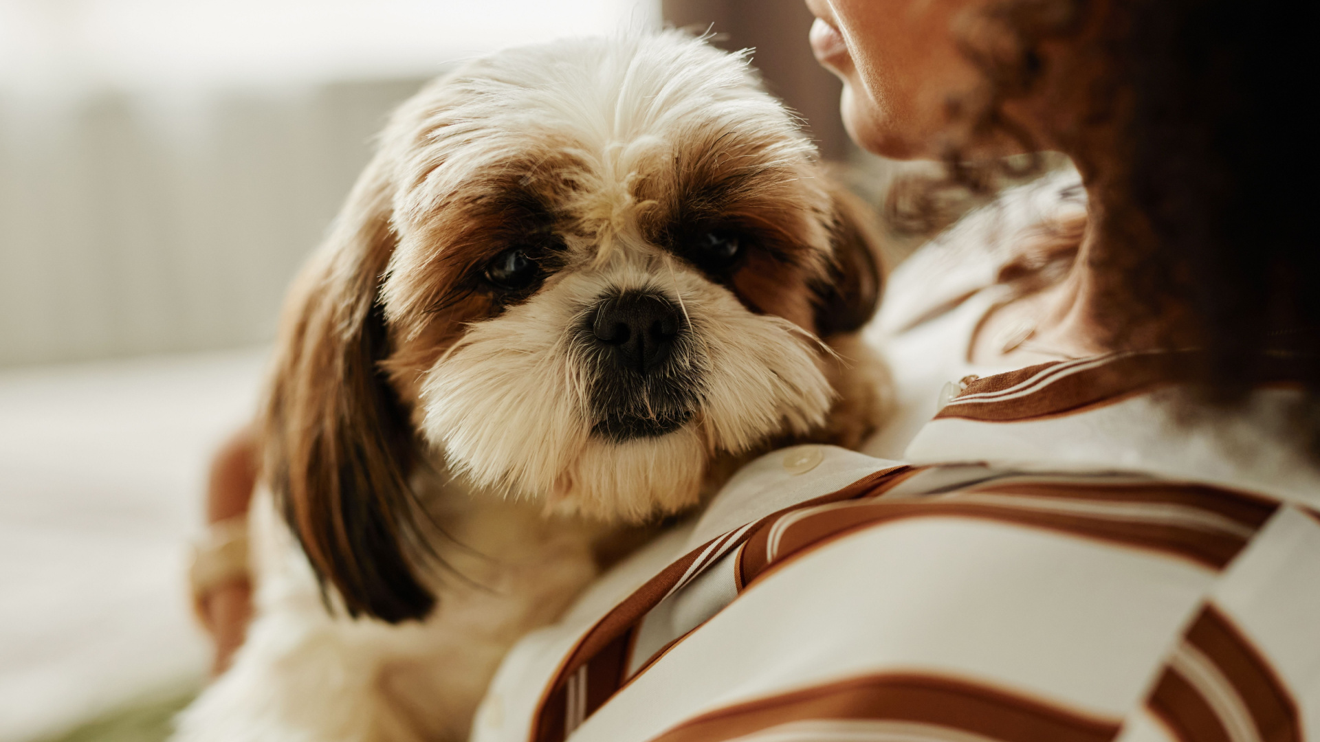 11 Dog Breeds That Feel Most At Home Around People
