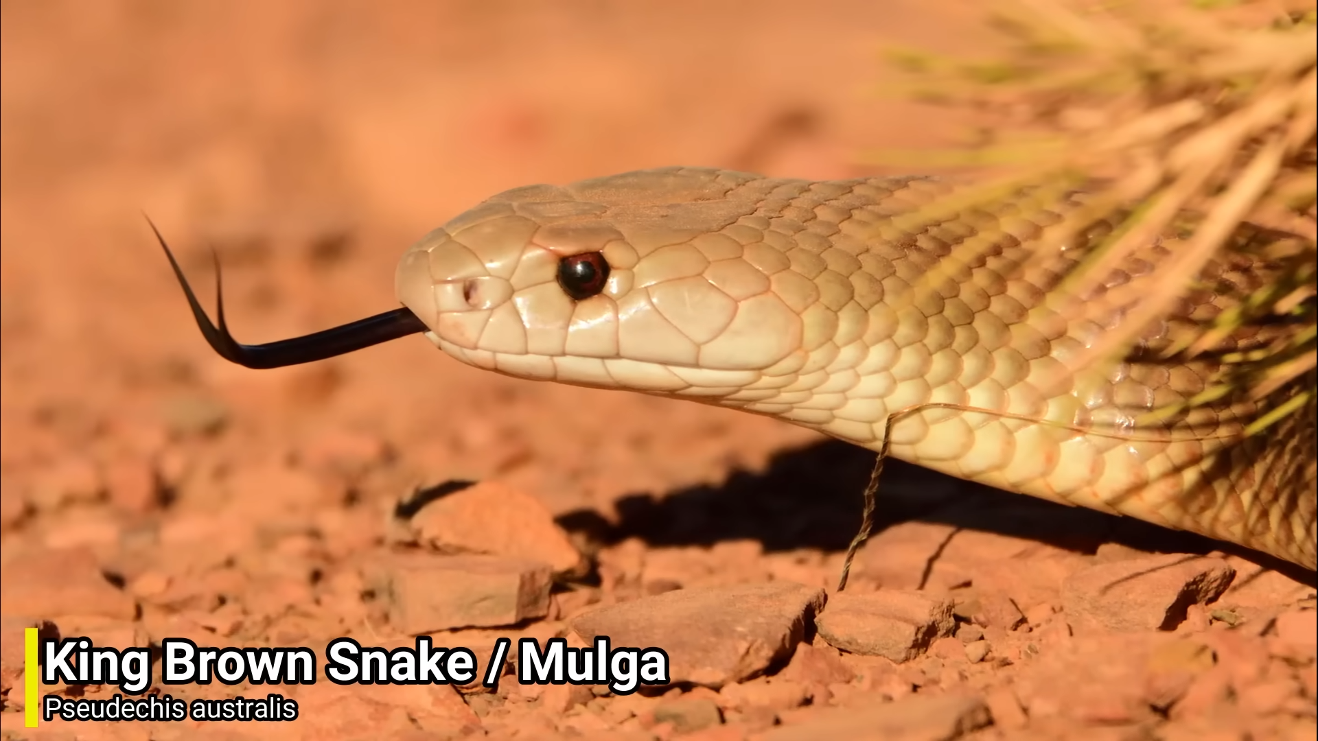 The World’s Deadliest Snakes: 8 Killers That Strike Without Warning