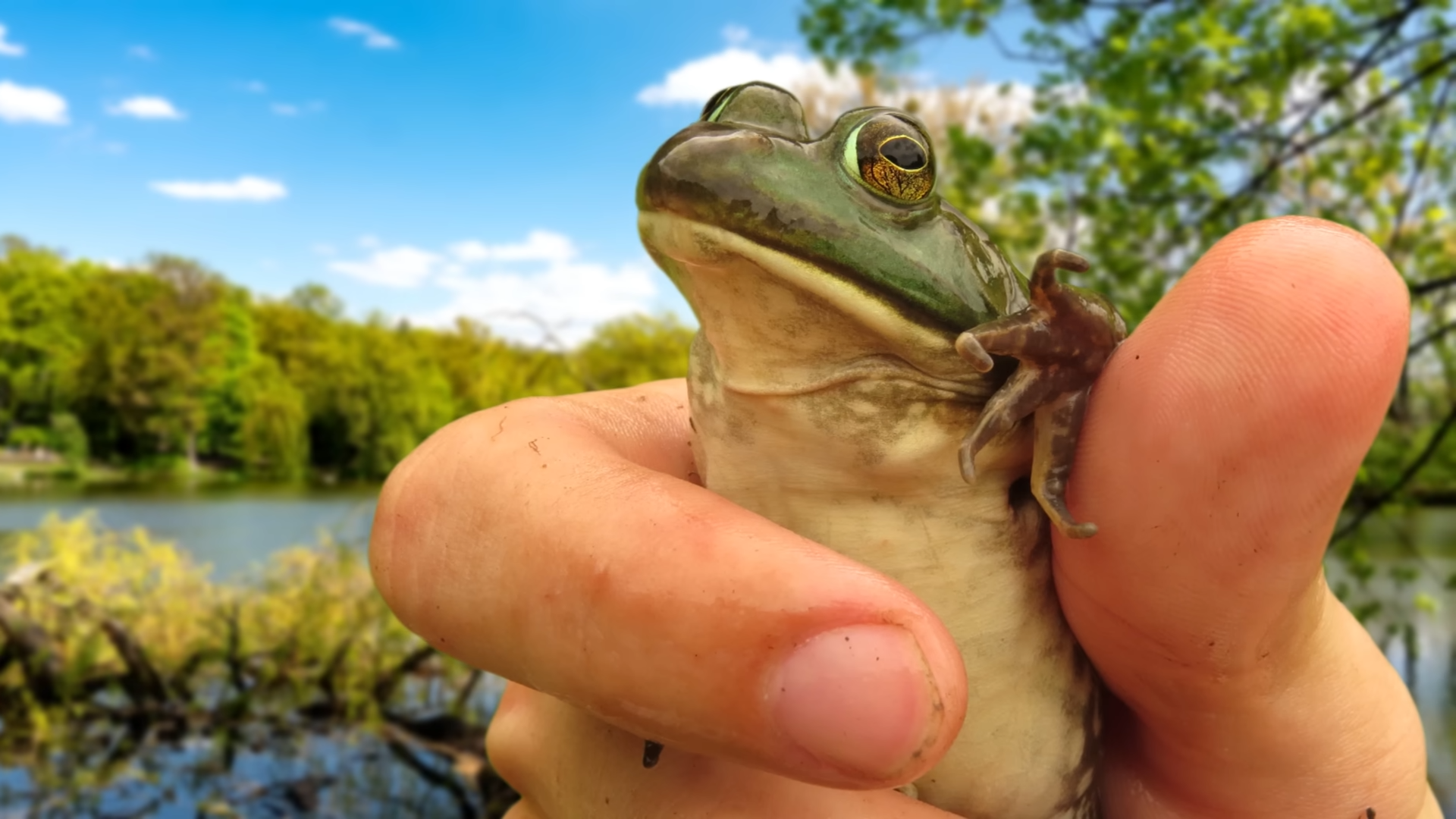 Massive, Mysterious, and in Danger: Meet the World’s Largest Frogs