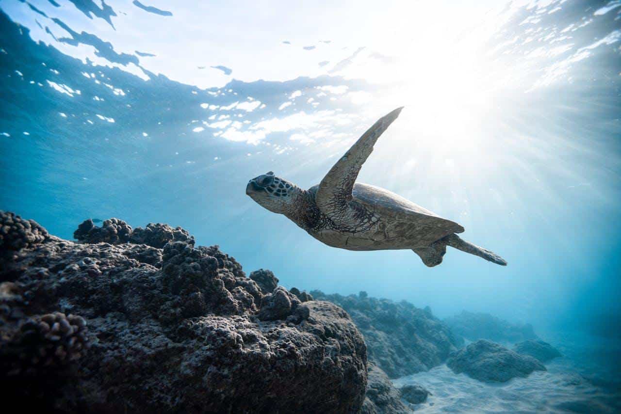 18 most illegally traded animals in the world