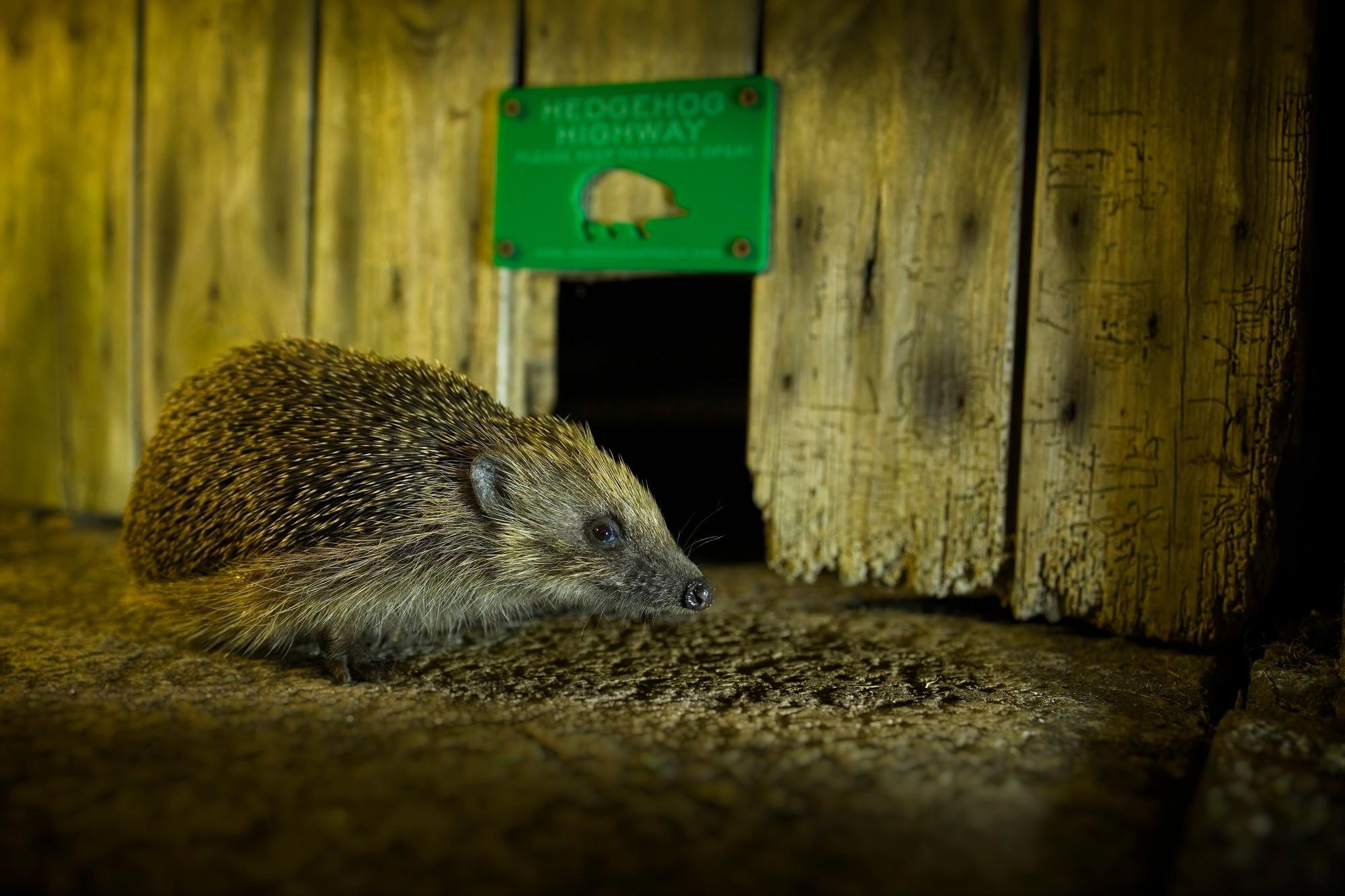 Top five tips to protect hedgehogs in Lancashire this bonfire night