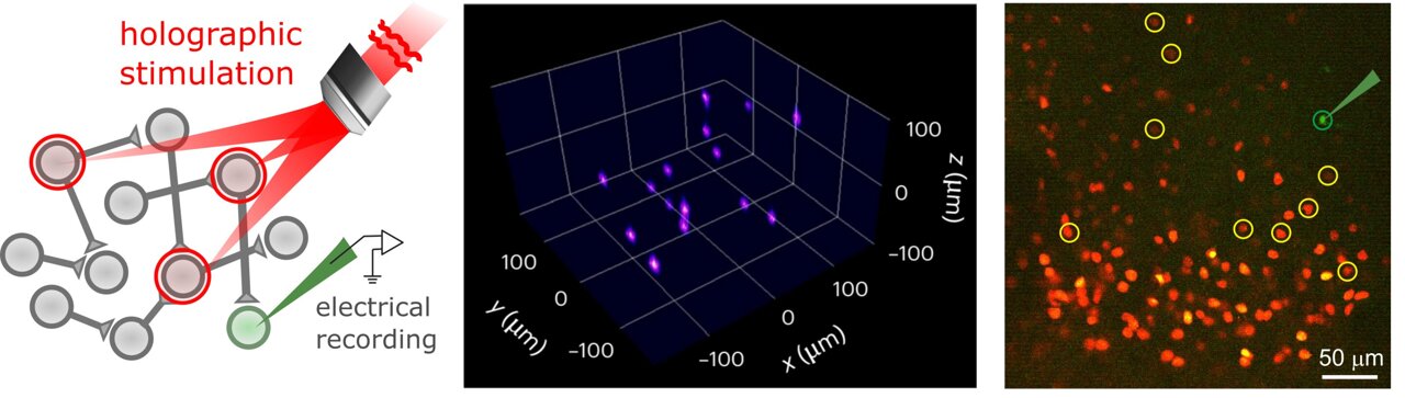 Holographic optogenetics could enable faster brain mapping for new ...
