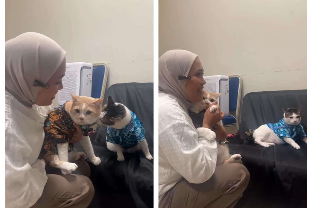 Viral, Kucing Pororo Tabok Bobby Kertanegara, Ini Ekspresinya