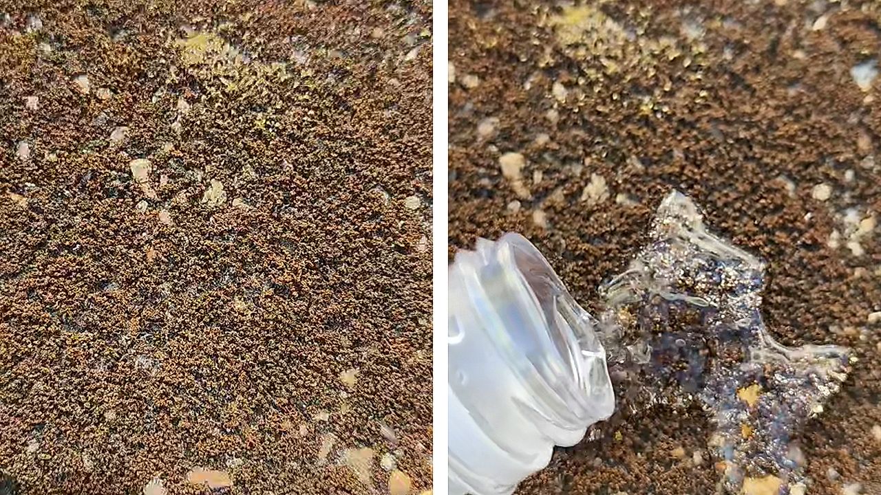 Mesmerizing footage shows brown moss instantly revived with water