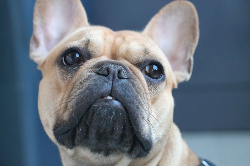 11 Dog Breeds That Feel Most At Home Around People