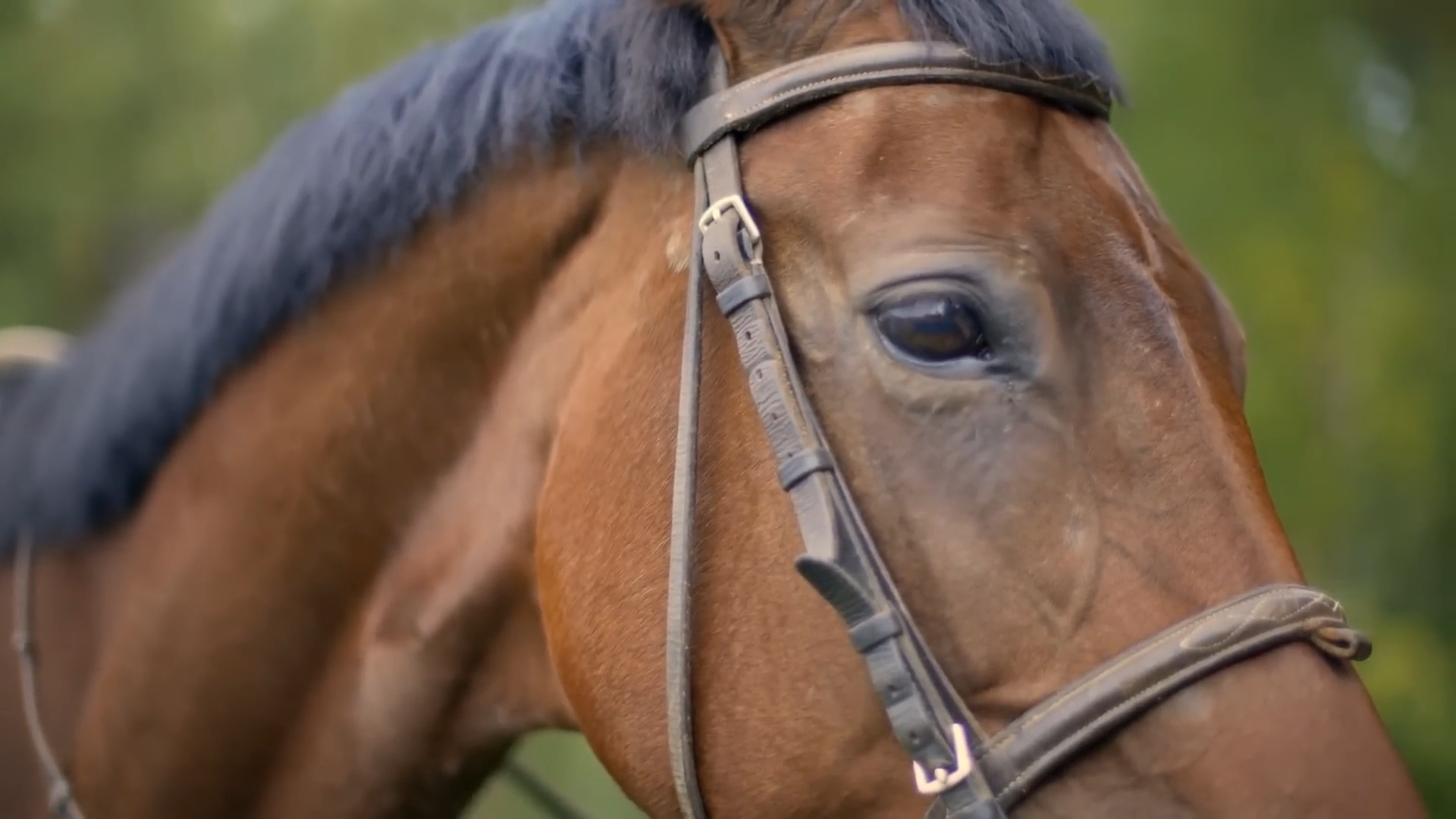 How early humans took control of the animals