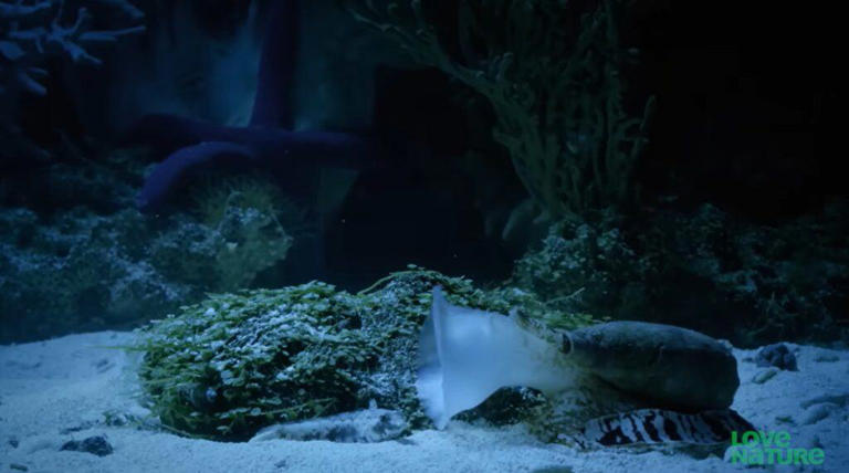 The World’s Deadliest Snail Can Kill a Human in Hours