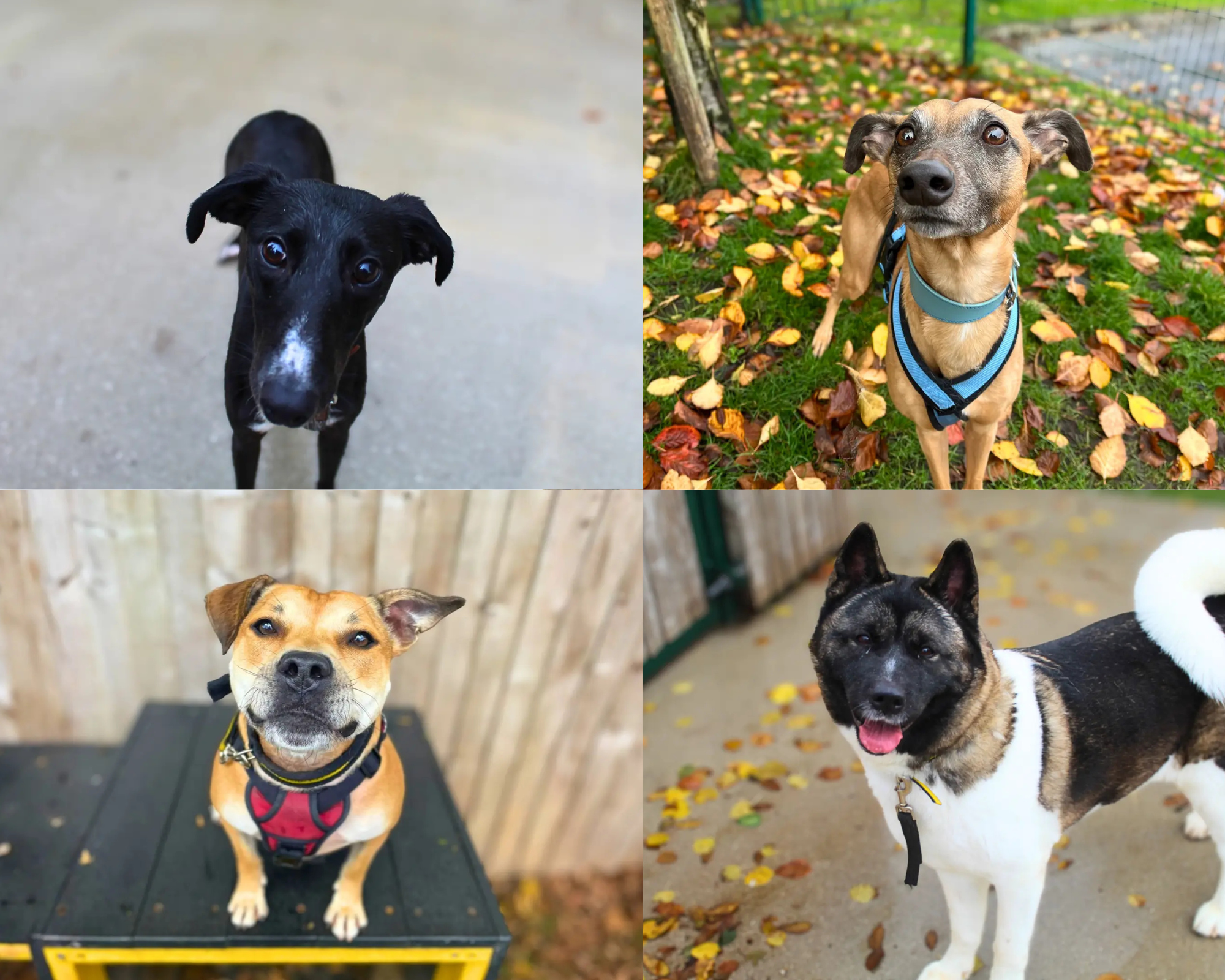 13 cute dogs in Manchester looking for a loving new home