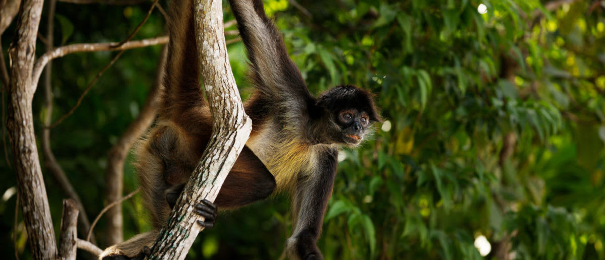 Monkey Who Famously Escaped With Rest Of Crew Runs Into Yard. Mother Of ...