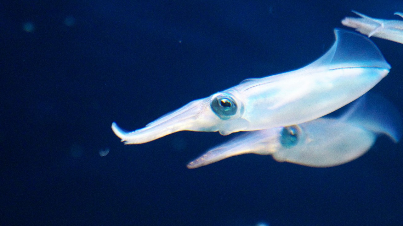 Transparent squid could unlock big brain science breakthroughs