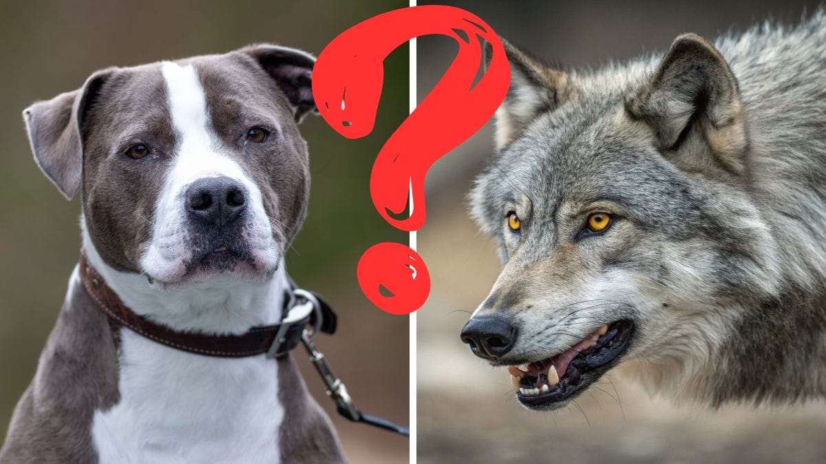 Wolf mates with Pitbull and the result astonishes everyone