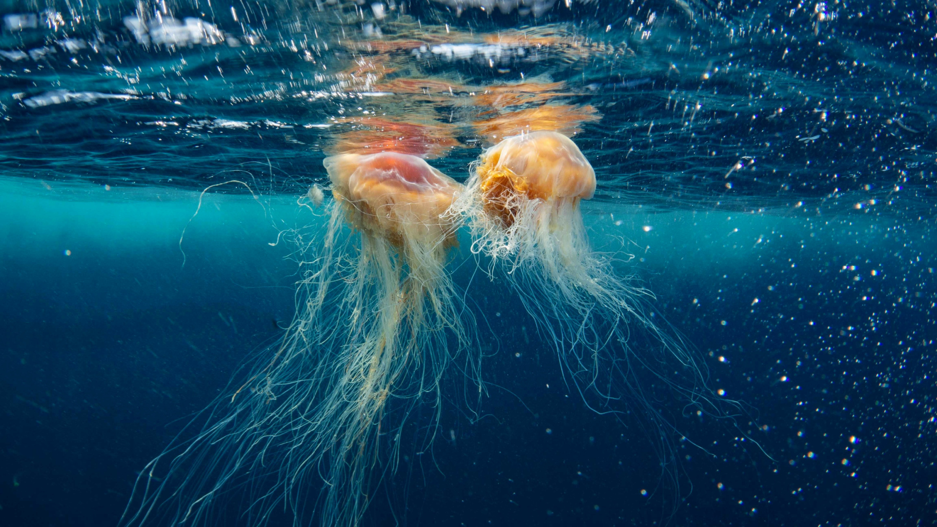 Venomous Creatures Found In Canadian Waters