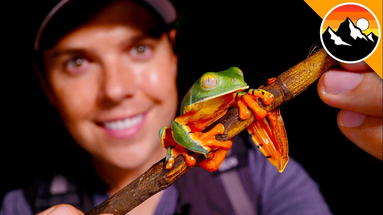 Discovering the Splendid Leaf Frog