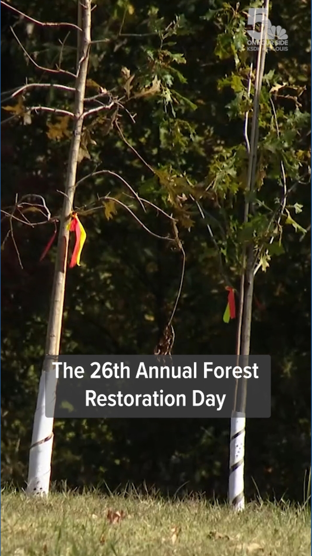 Forest Restoration Day in Forest Park