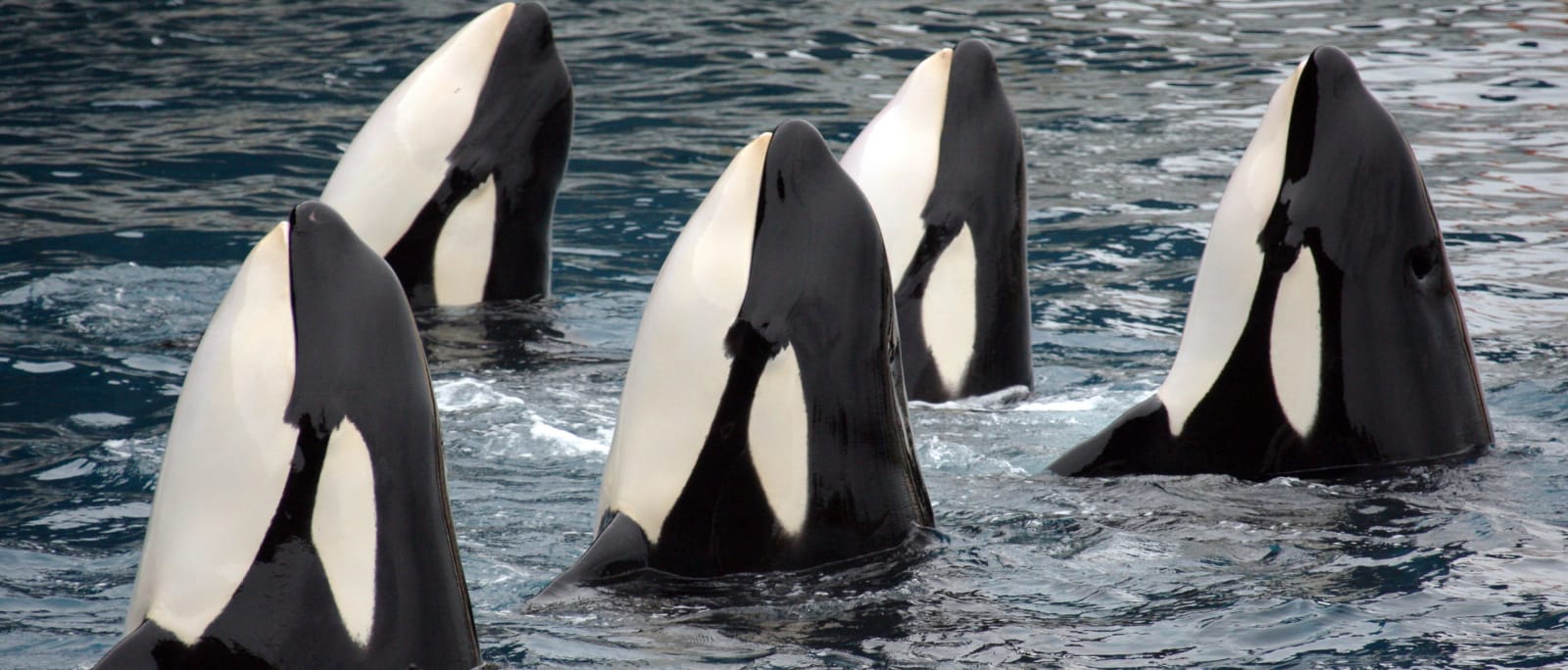 Wild Video Shows Orcas Flipping Over, Slicing Open Great White Sharks ...