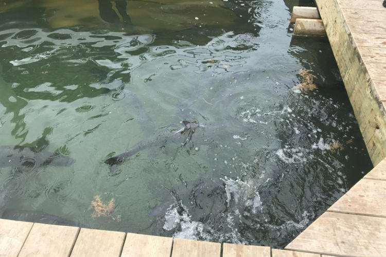 Hand-Fed and Heart-Pounding: Meeting the Tarpon of Robbie’s Marina