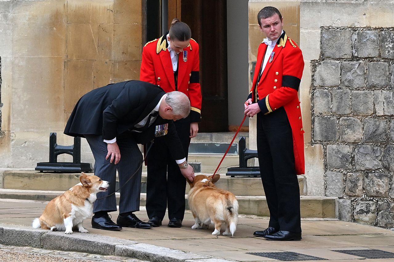 Palace Reveals What Happens to Queen Elizabeth's Corgis, Who Were ...