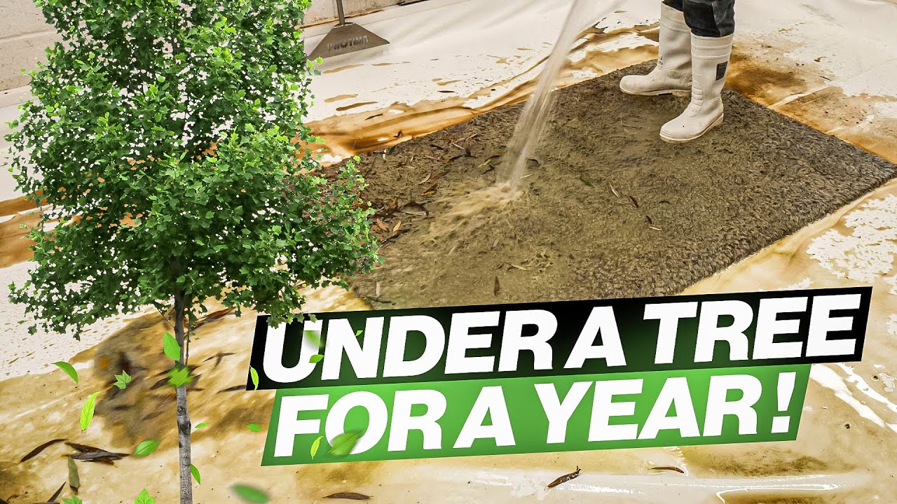 I found a hidden gem under a tree! 🌳