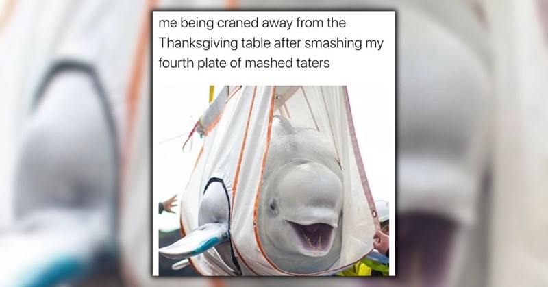 A Plate of Turkey Day Memes With a Side of Stuffing