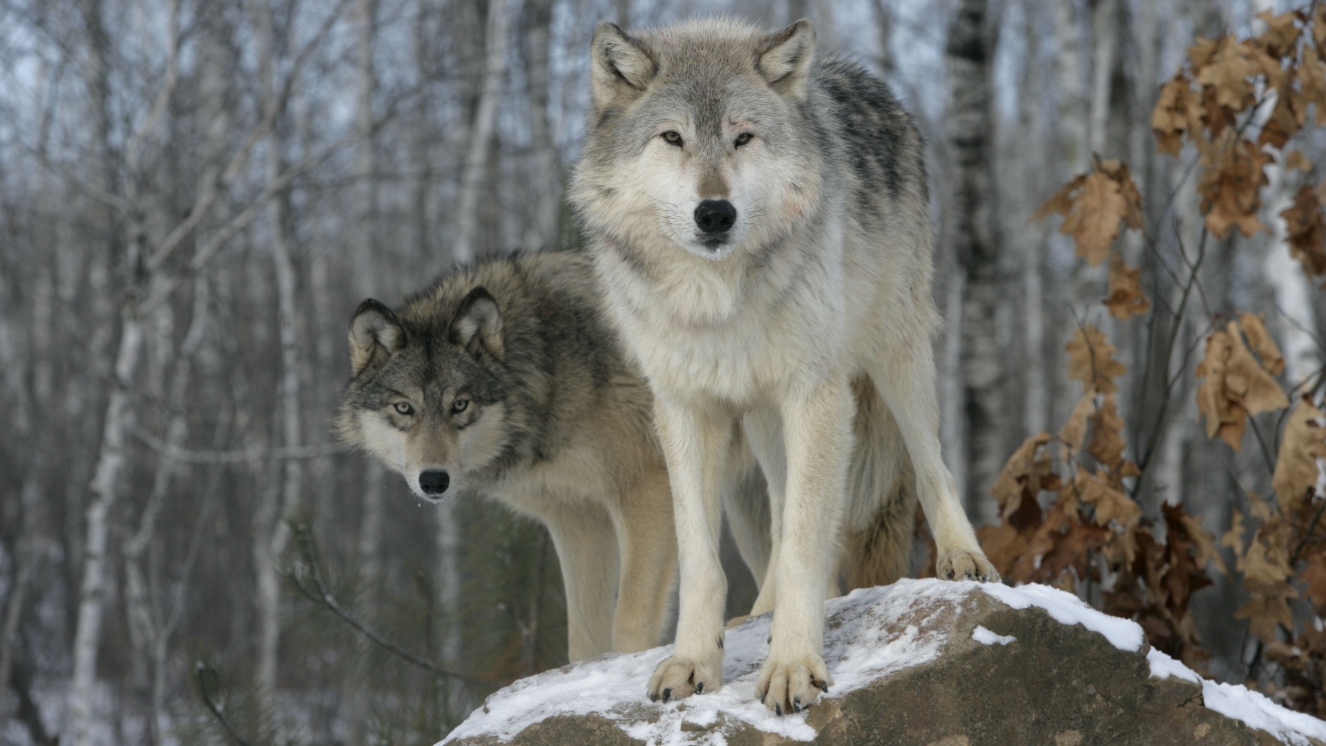 10 Natural Predators Raccoons Need To Watch Out For