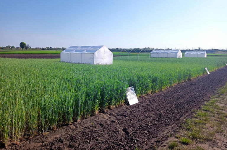 Plants under stress: How rye rearranges its genes