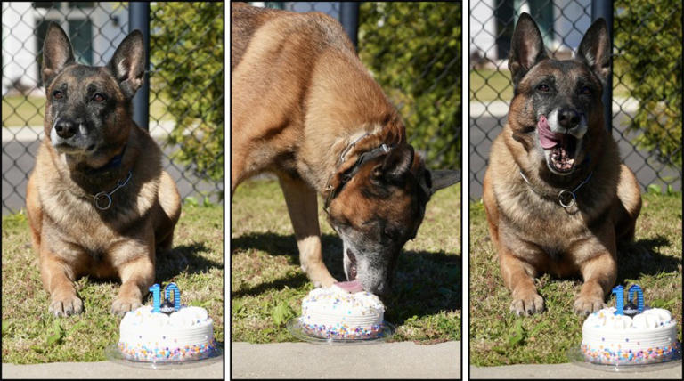 Opelika police celebrate K9 Pyro’s 10th birthday