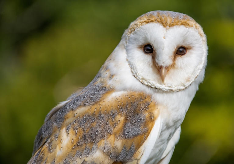 Beloved Barn Owl Missing From Long Island Nature Center Has Community ...