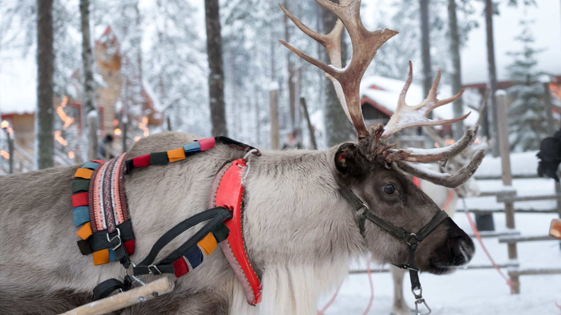 Why Wildlife Needs Extra Care During Winter Holidays