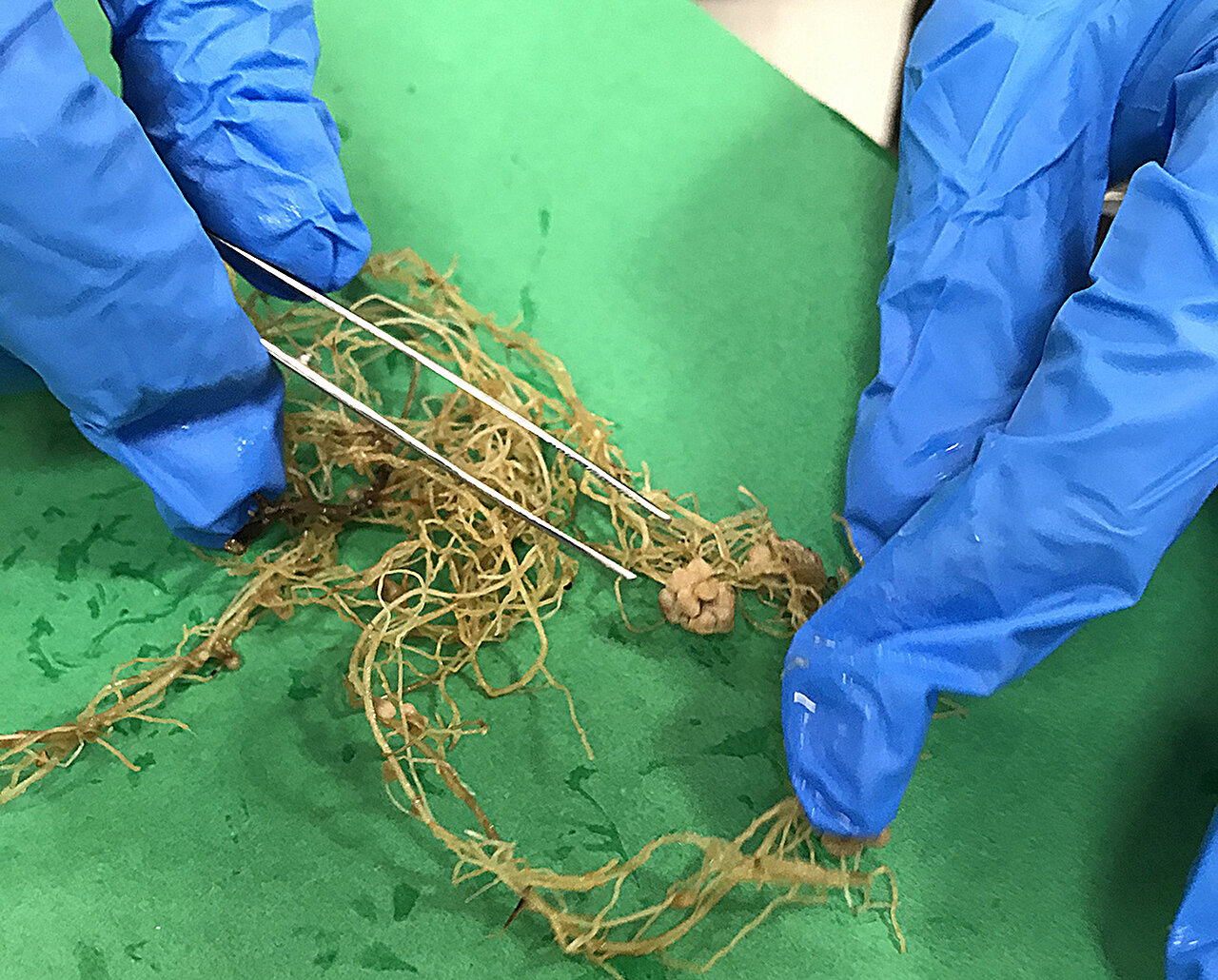 Novel technique reveals insights into soil microbe alarm clock