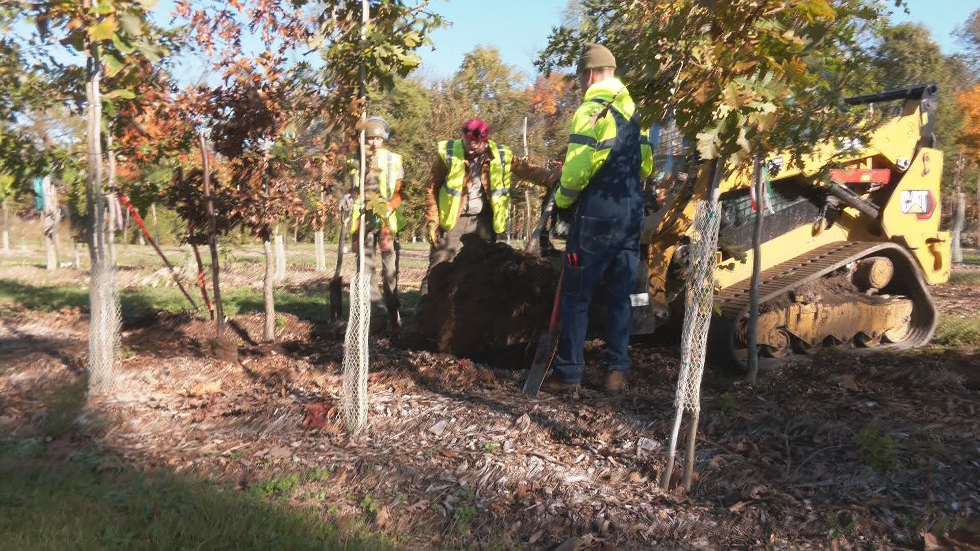 Louisville urban forestry prepares for tree planting season