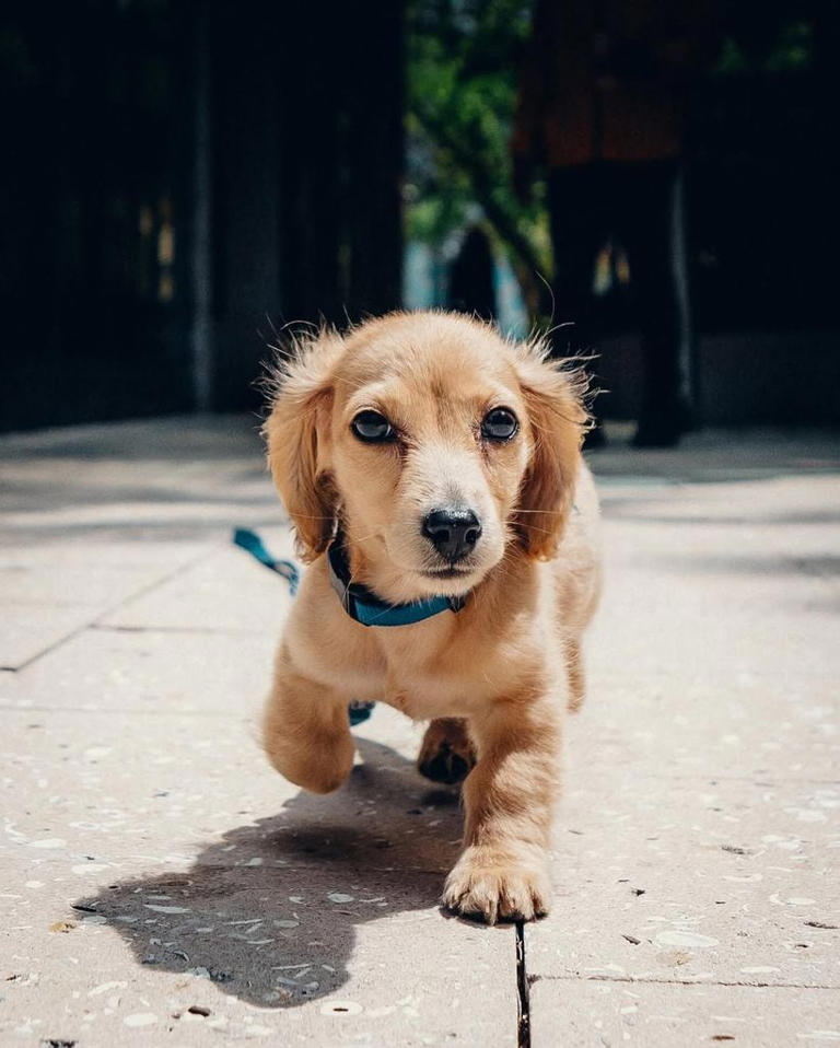 Así es Leo, la tierna mascota que fue cómplice en el compromiso de ...