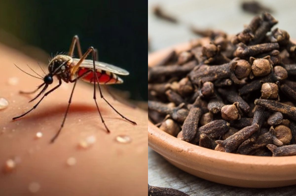 Cómo utilizar clavos de olor para ahuyentar a los mosquitos en la noche