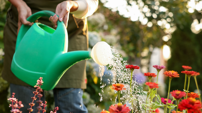 Homeowner Shares 3-Year Backyard Transformation Proving Hard Work Pays Off