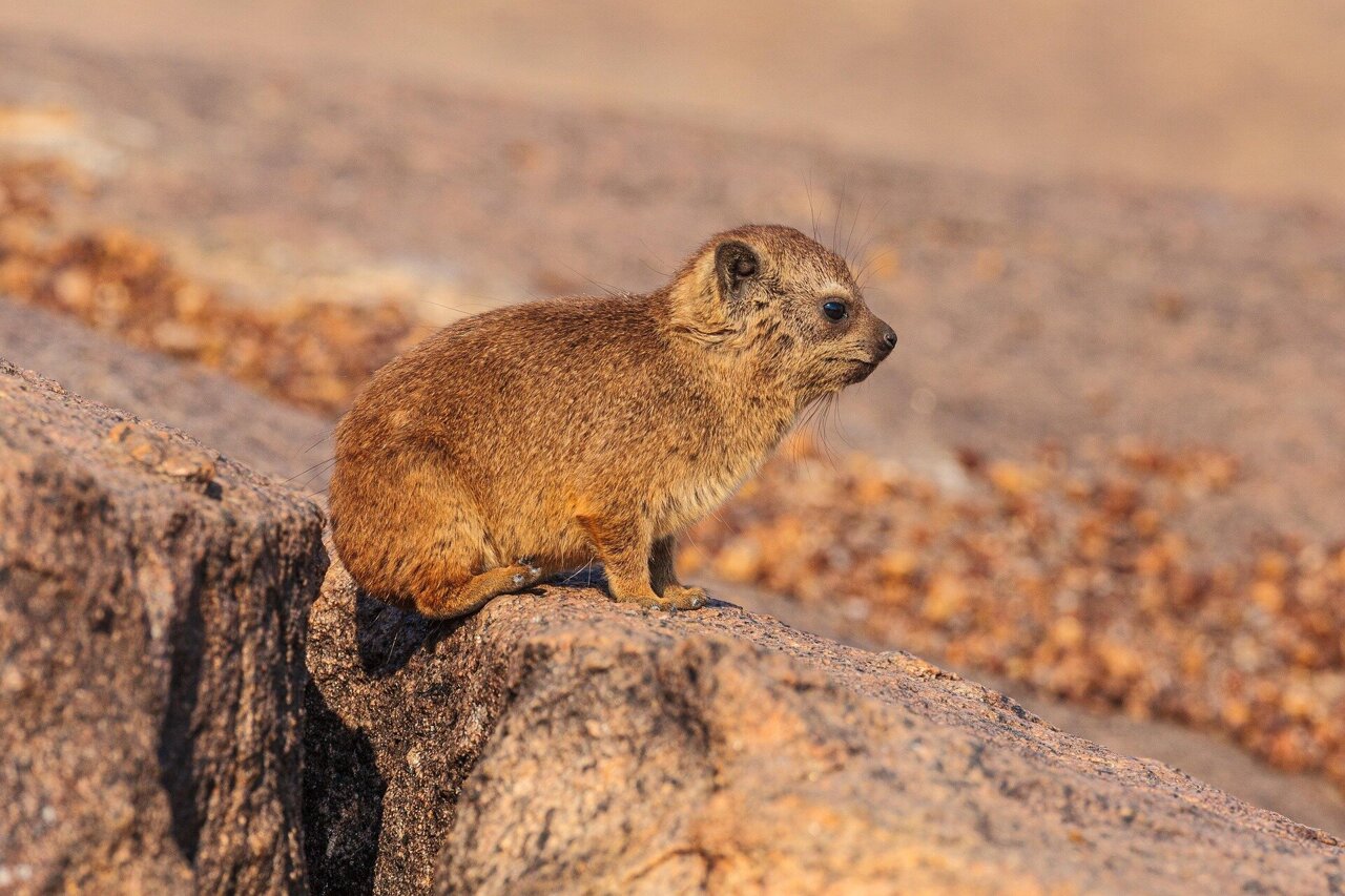 Animal communication: Framework tests which audible components serve an ...