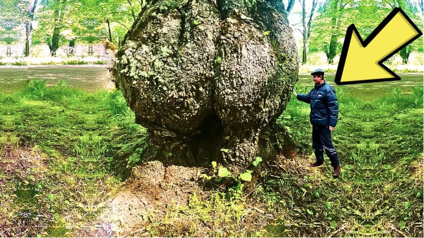 He Noticed a Weird Bump on a Tree – Then His Discovery Left Everyone ...