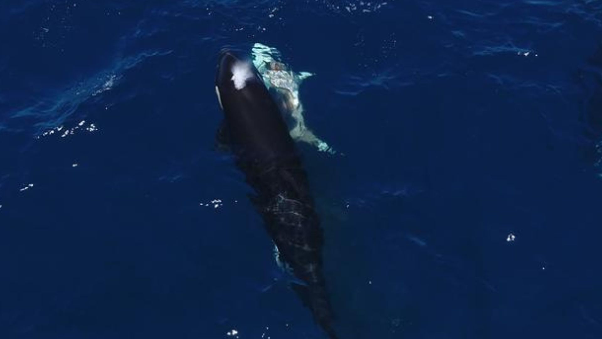Video: Rare footage shows orcas flipping great white sharks to feed on ...