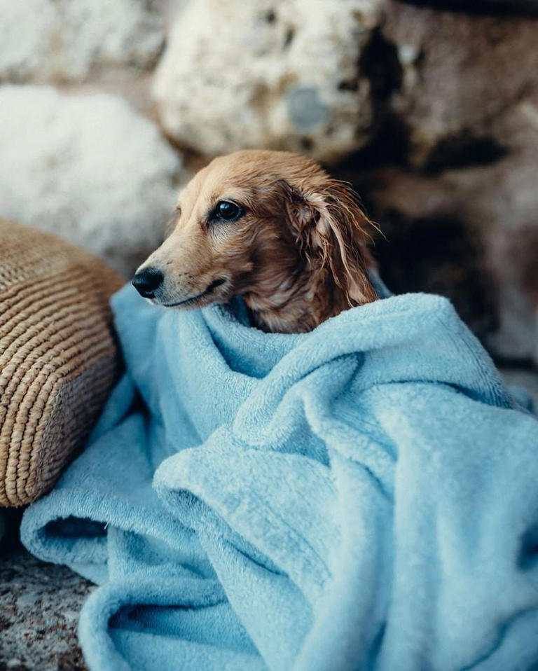 Así es Leo, la tierna mascota que fue cómplice en el compromiso de ...