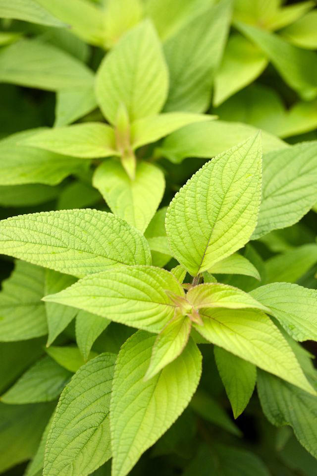 8 easy herbs to grow for flavorful homemade tea