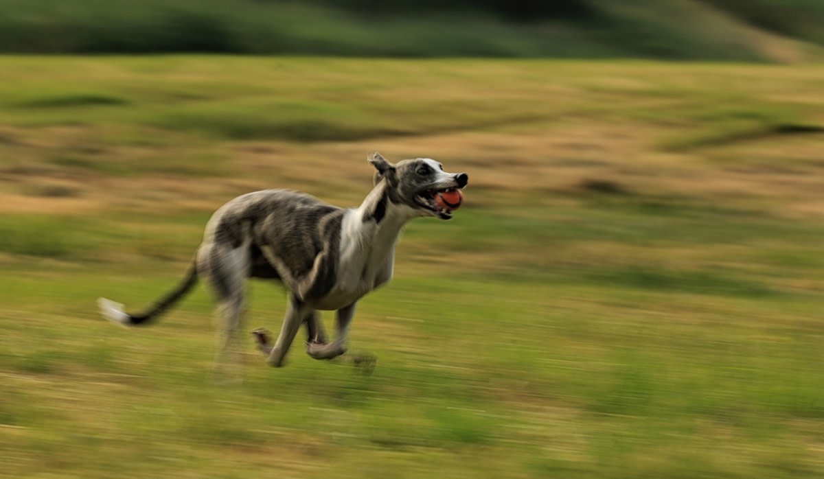 Cool Video Shows How Fast Different Hunting Dog Breeds Actually Run