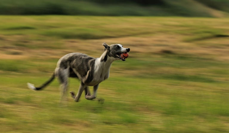Cool Video Shows How Fast Different Hunting Dog Breeds Actually Run