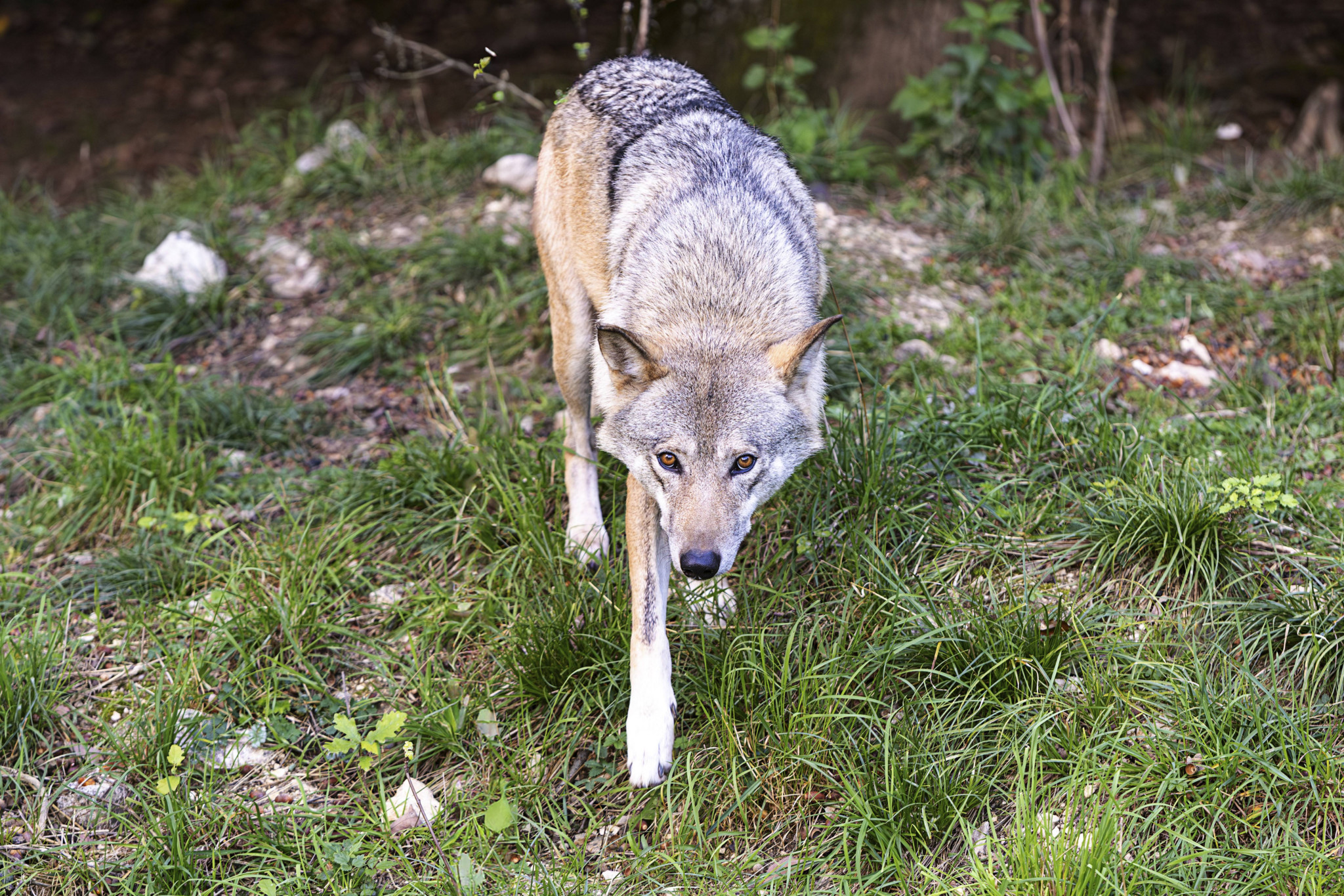 Un loup retrouvé mort sur le bord de la route