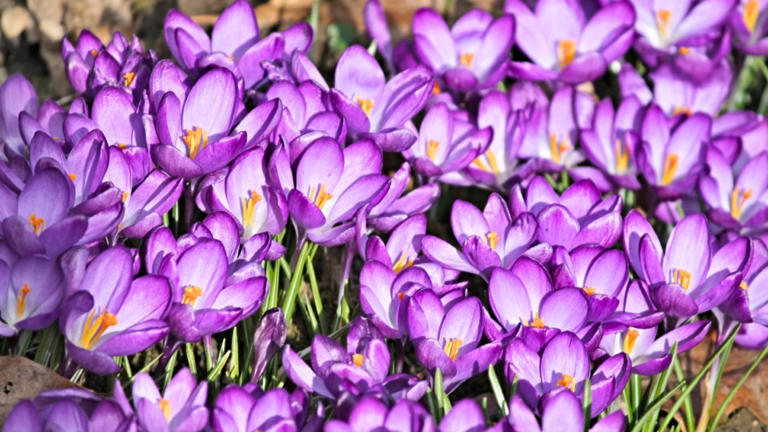 15 Pretty Flower Bulbs You Can Plant in November