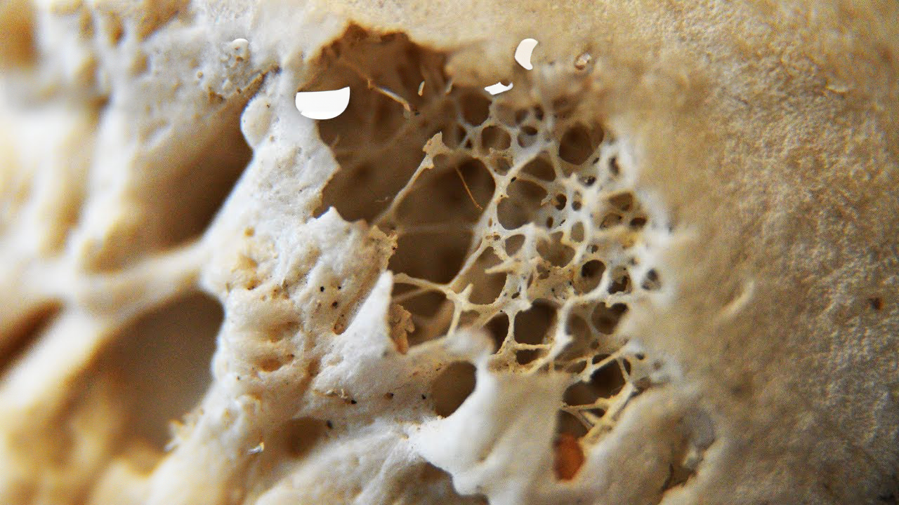 The vital role of bone marrow