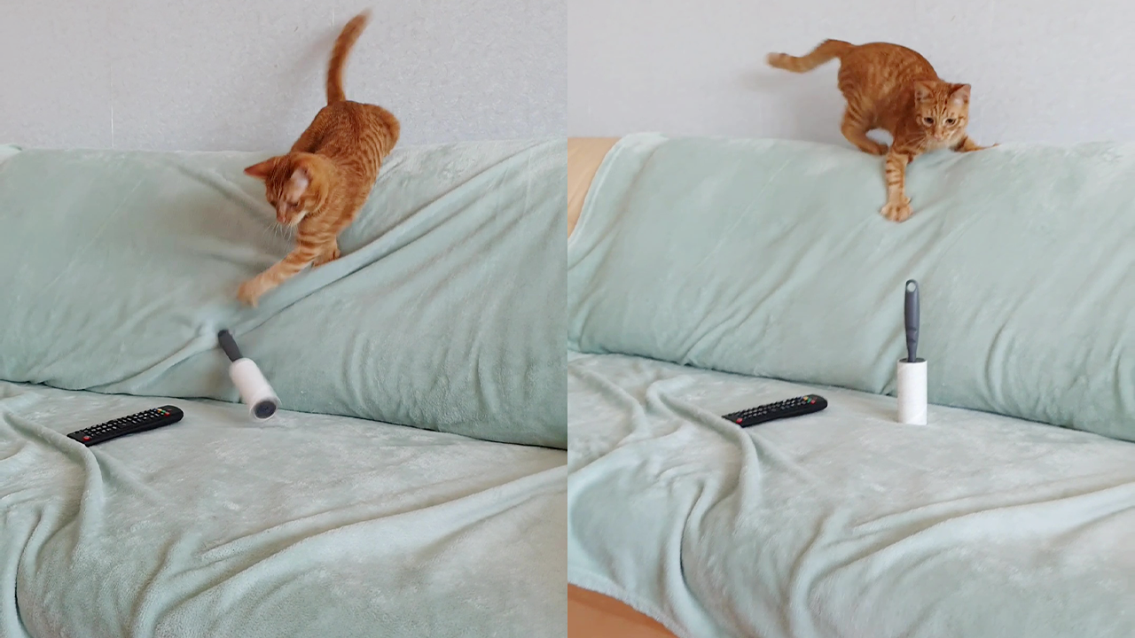 'Curious cat tactically gets rid of 'the threat'